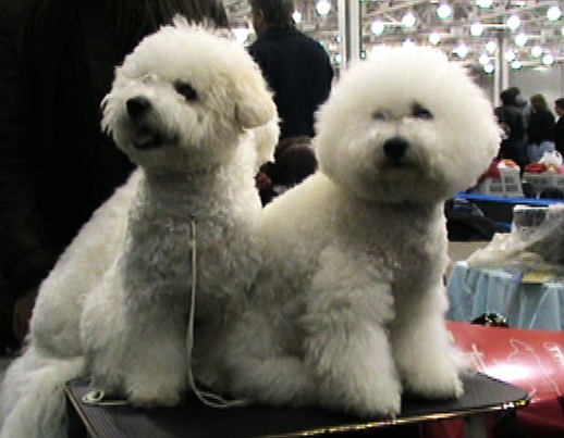 EURASIA 2010 Russian Dog Show/Russian dogs - Russian Best